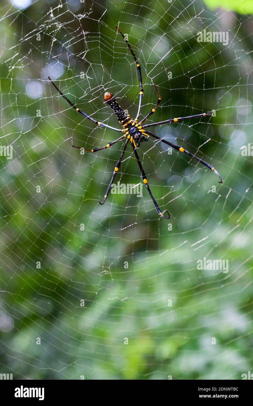 Spider in its web Stock Photo - Alamy