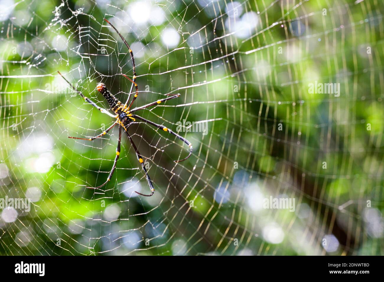 Spider in its web Stock Photo - Alamy