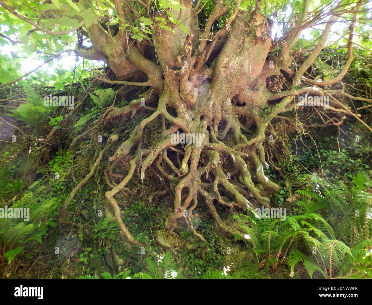 Exposed roots of a tree, UK Stock Photo - Alamy