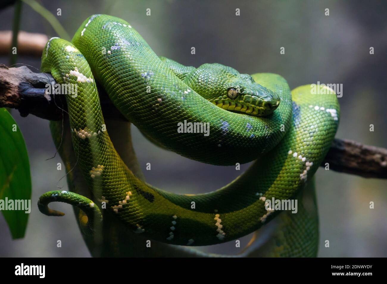 Constrictor snake on branch hi-res stock photography and images - Alamy