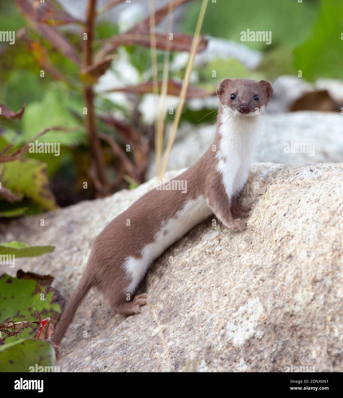 The Least Weasel (Mustela nivalis), Little Weasel or Common Weasel on a ...