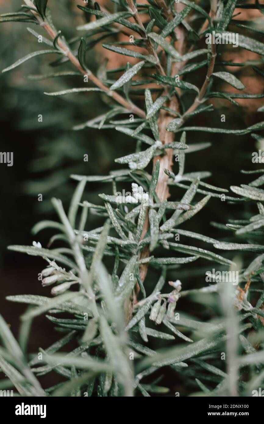 Abstract plant wallpaper for mobile phones with natural winter colors ...