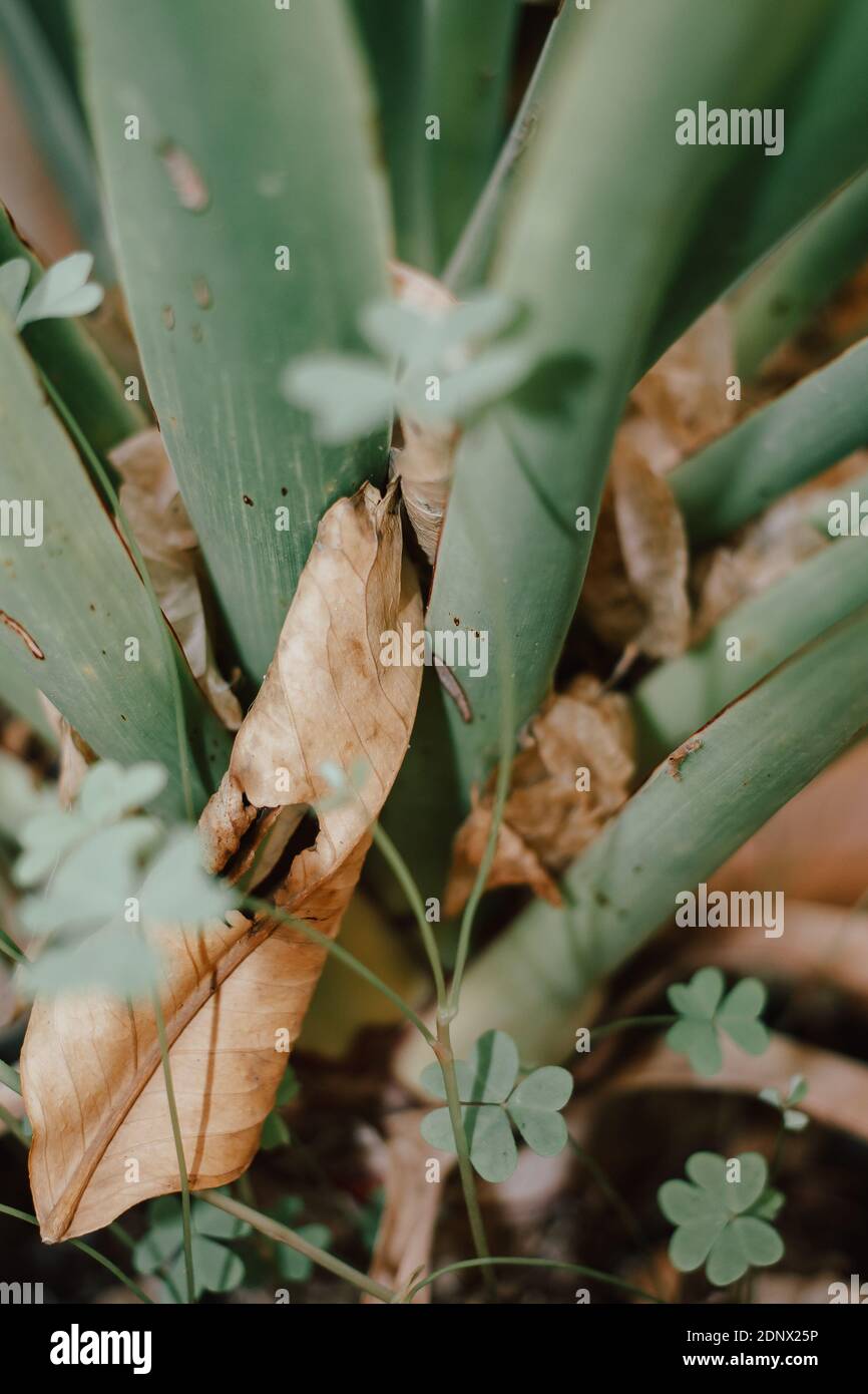 Abstract plant wallpaper for mobile phones with natural winter colors ...