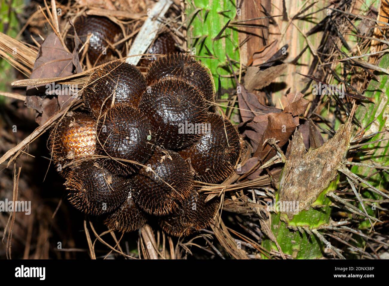 Salak palm hi-res stock photography and images - Alamy