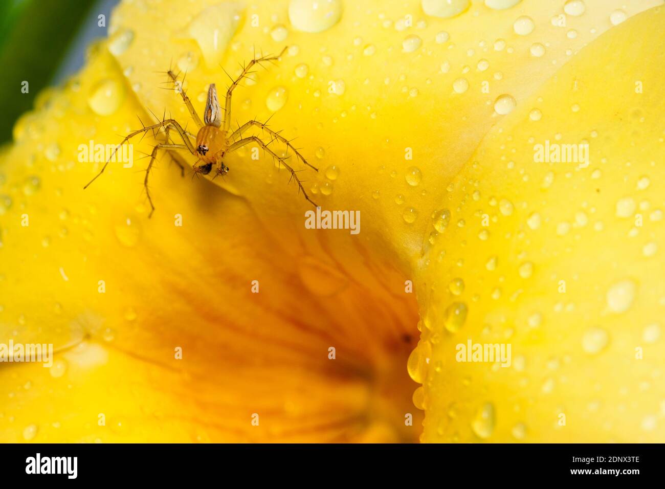 Spider hanging illustration hi-res stock photography and images - Alamy