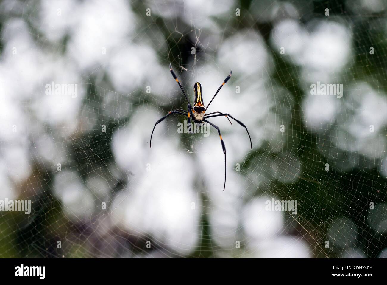 Spider in macro photography Stock Photo - Alamy