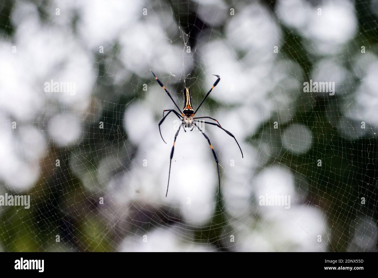 Spider hanging illustration hi-res stock photography and images - Alamy