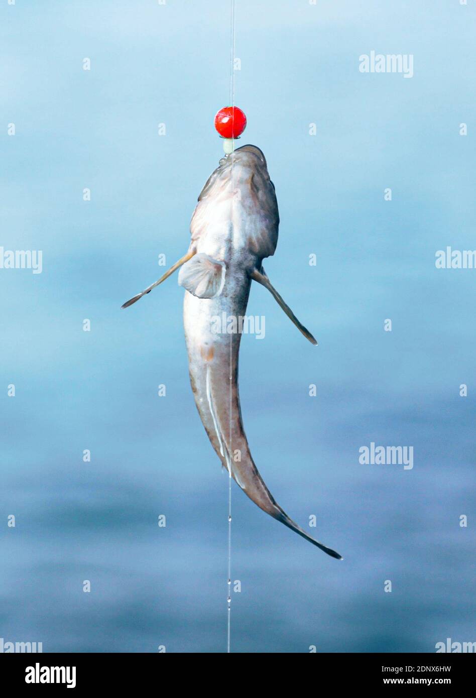 Common goby hi-res stock photography and images - Alamy