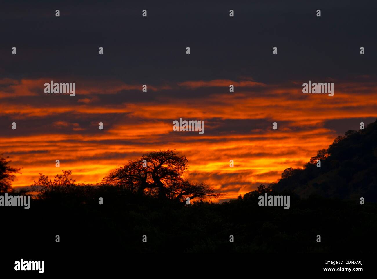 An ancient Baobab tree growing on the slopes of Chiriwindi Mountain in ...