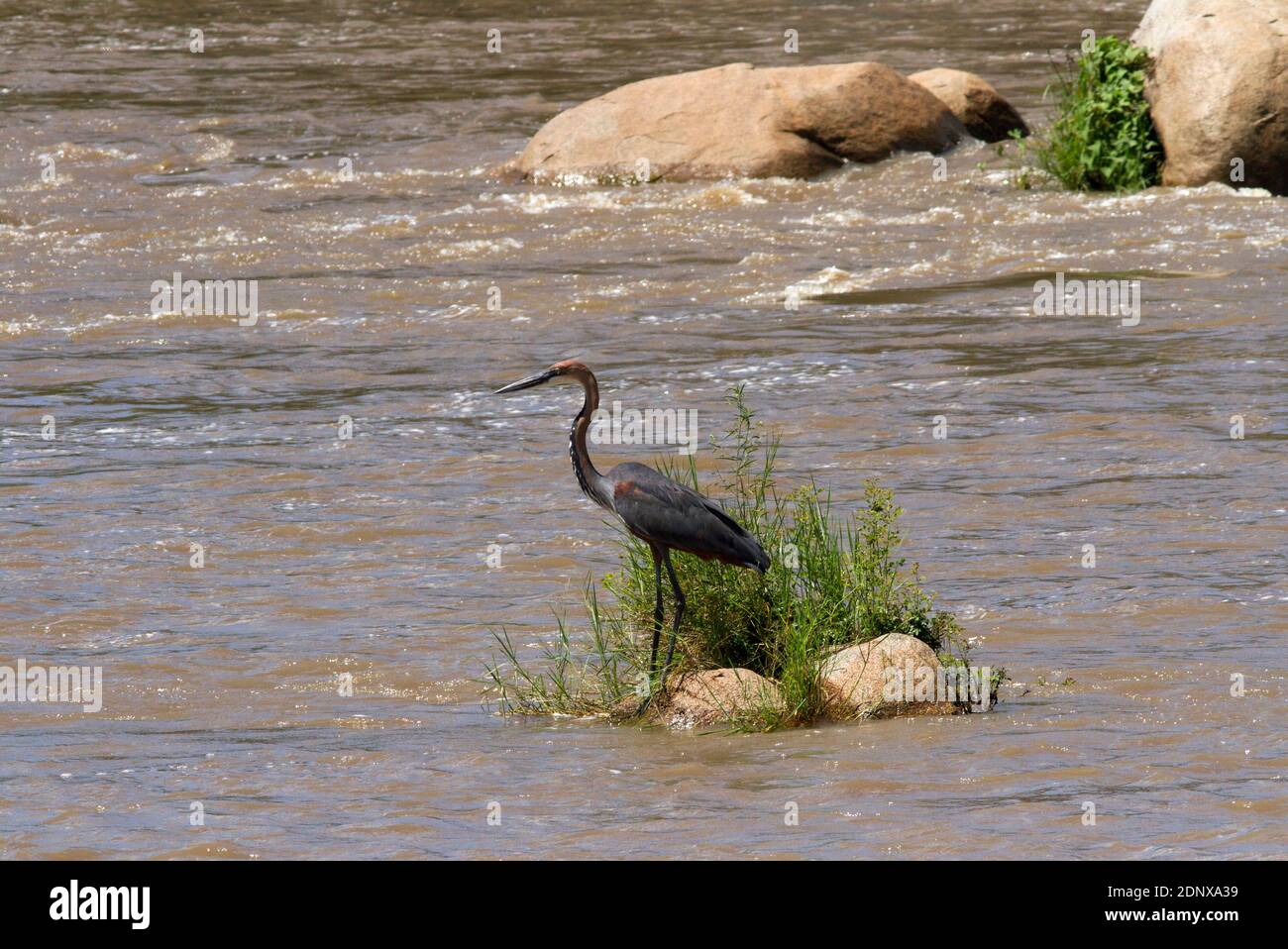 A Goliath Heron, largest of the heron family, stands motionless on a ...