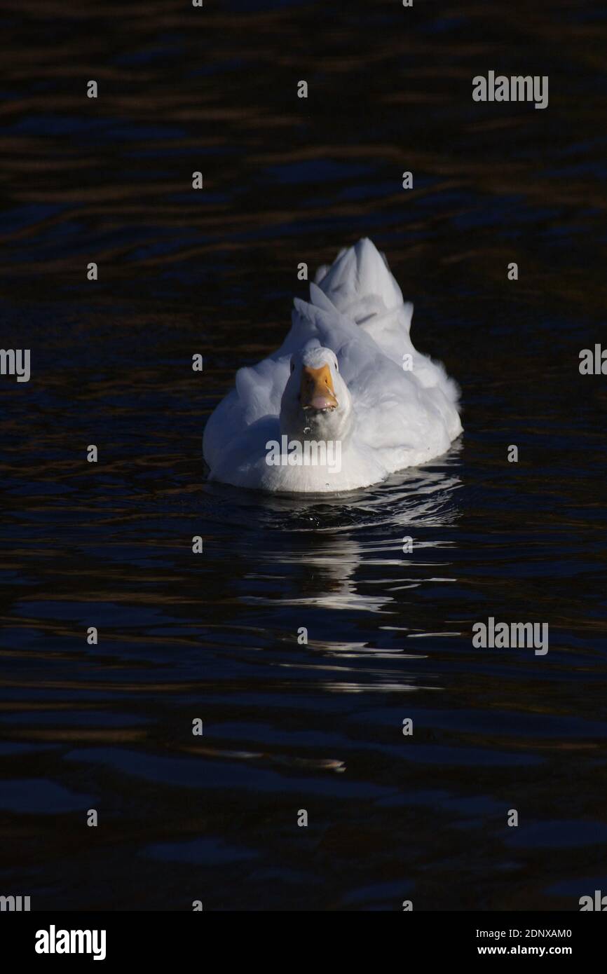 Water guzzling hi-res stock photography and images - Alamy