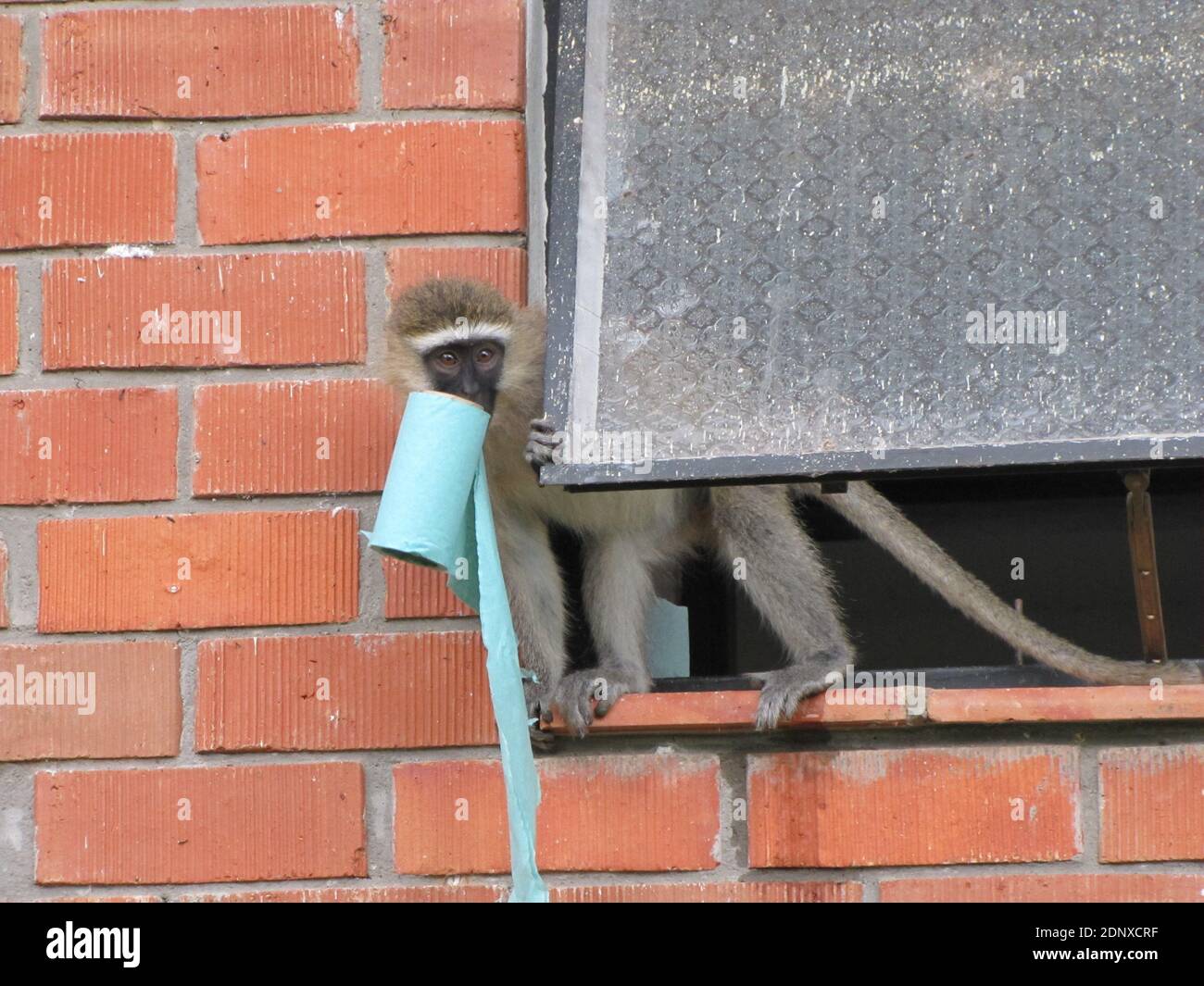 Baboon stealing hi-res stock photography and images - Alamy