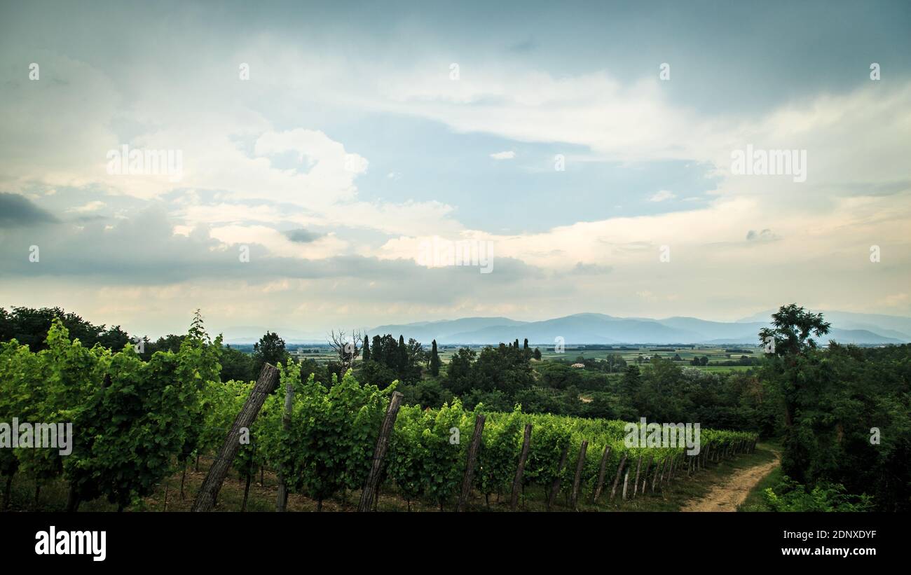 Storm is approaching the vineyards in the fields of Collio, Italy Stock ...