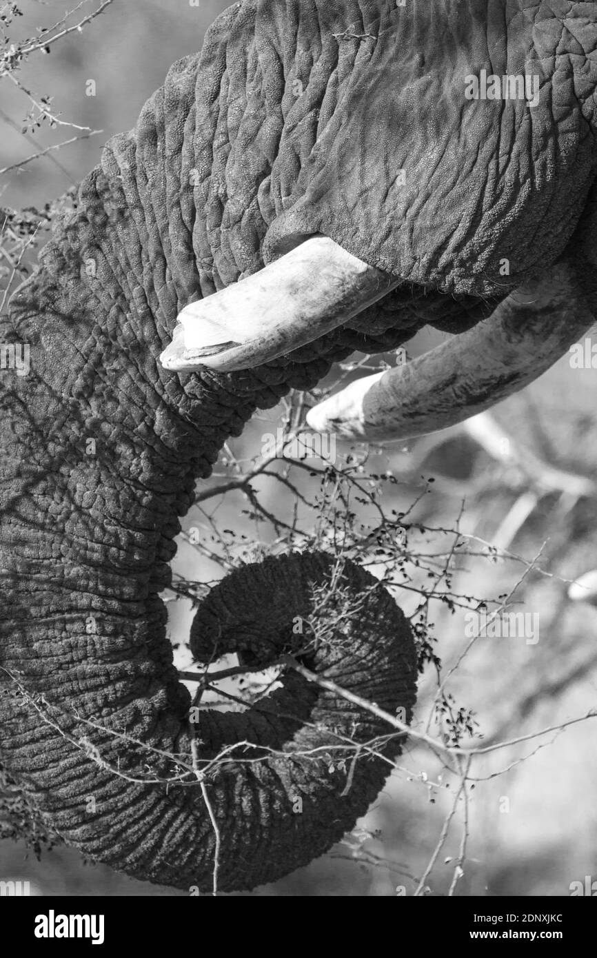 Elephant trunk eating Black and White Stock Photos & Images - Alamy