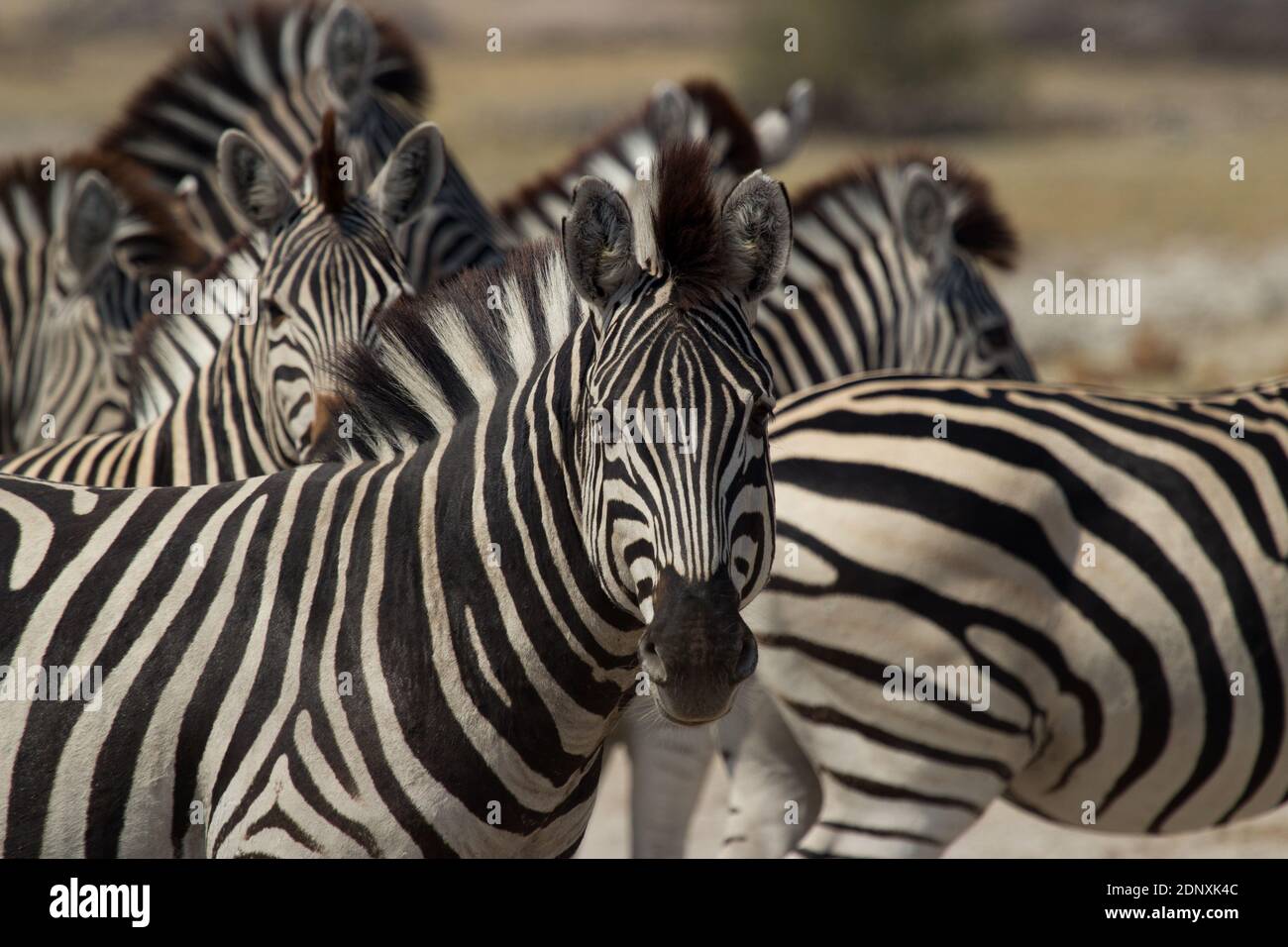 Botswana zebra migration hi-res stock photography and images - Alamy