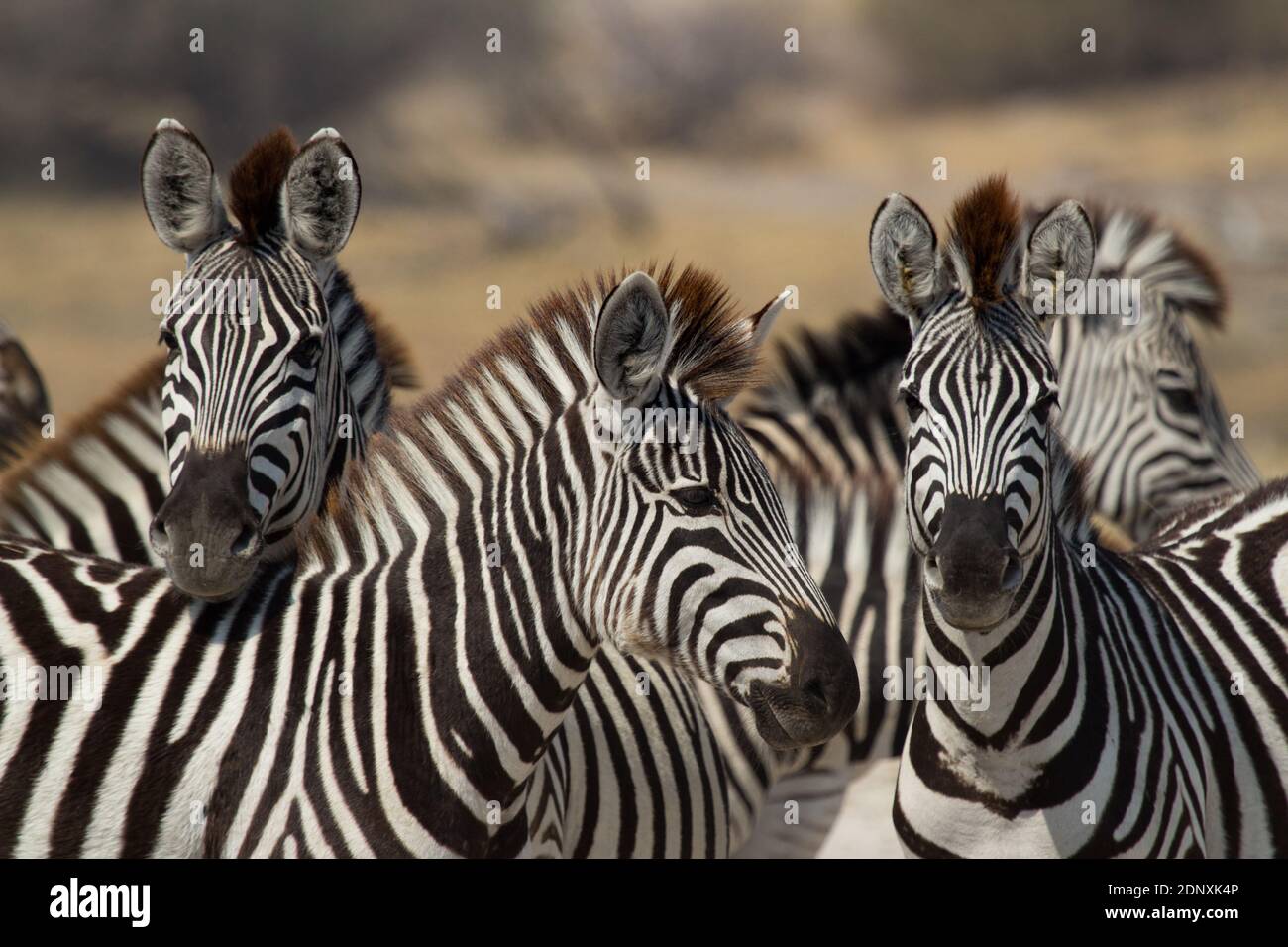 Botswana zebra migration hi-res stock photography and images - Alamy