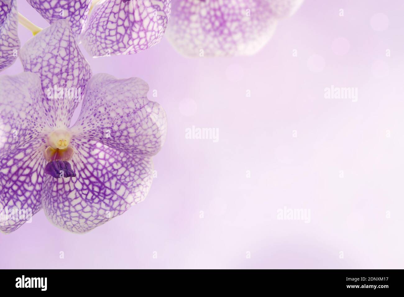 Light purple vanda orchid hi-res stock photography and images - Alamy