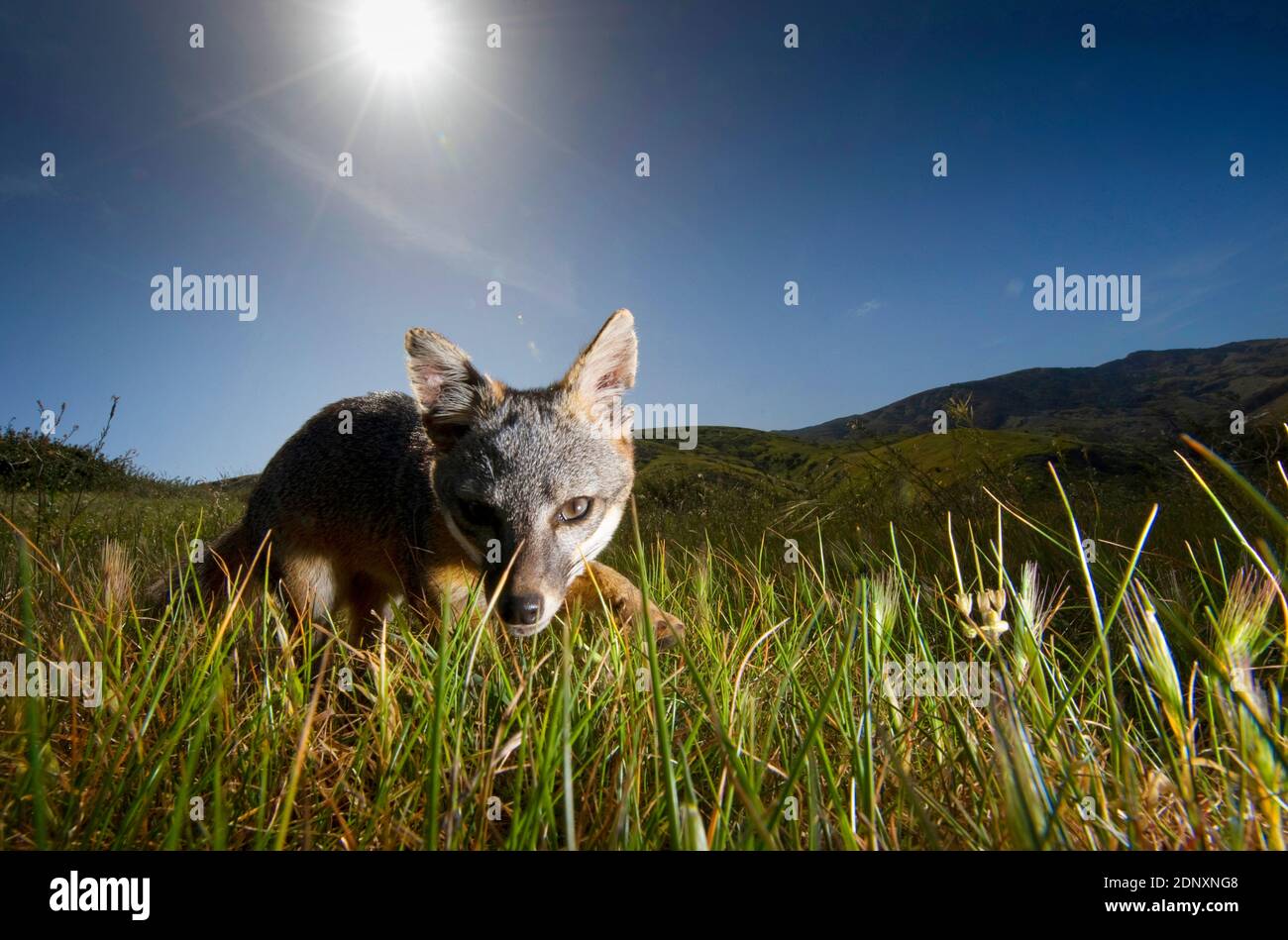 Island fox (Urocyon littoralis) looking into the camera. Santa Cruz ...