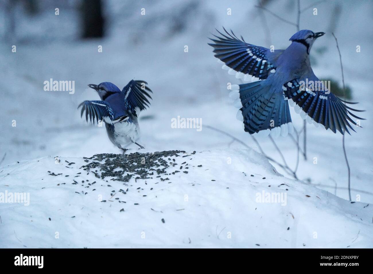 Blue Jays in the wild Algonquin Park Stock Photo - Alamy