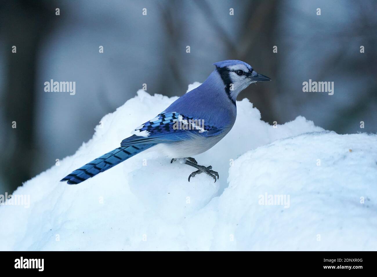Blue Jays in the wild Algonquin Park Stock Photo - Alamy