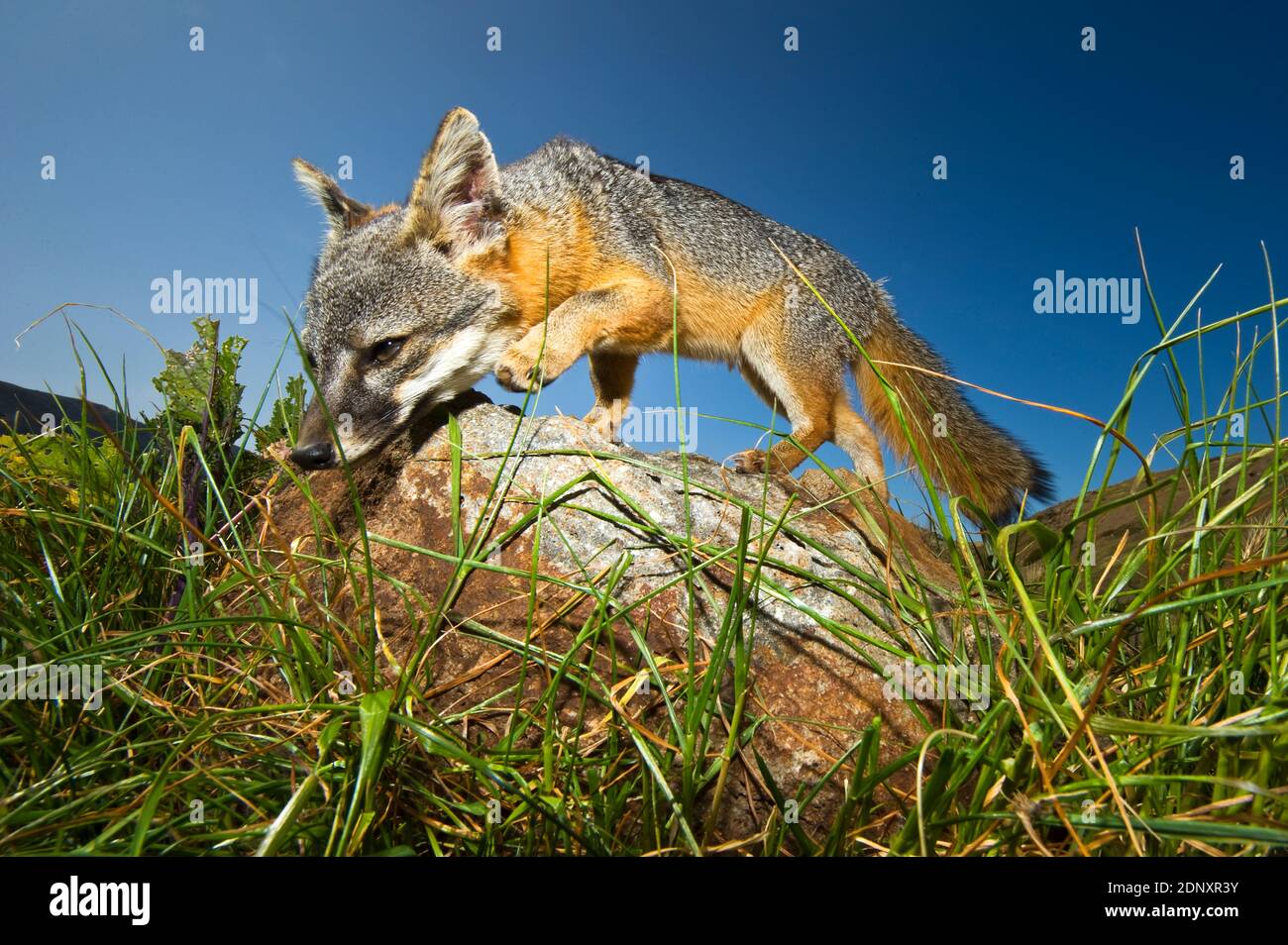 Island fox (Urocyon littoralis) on a rock. Santa Cruz, Channel Islands ...
