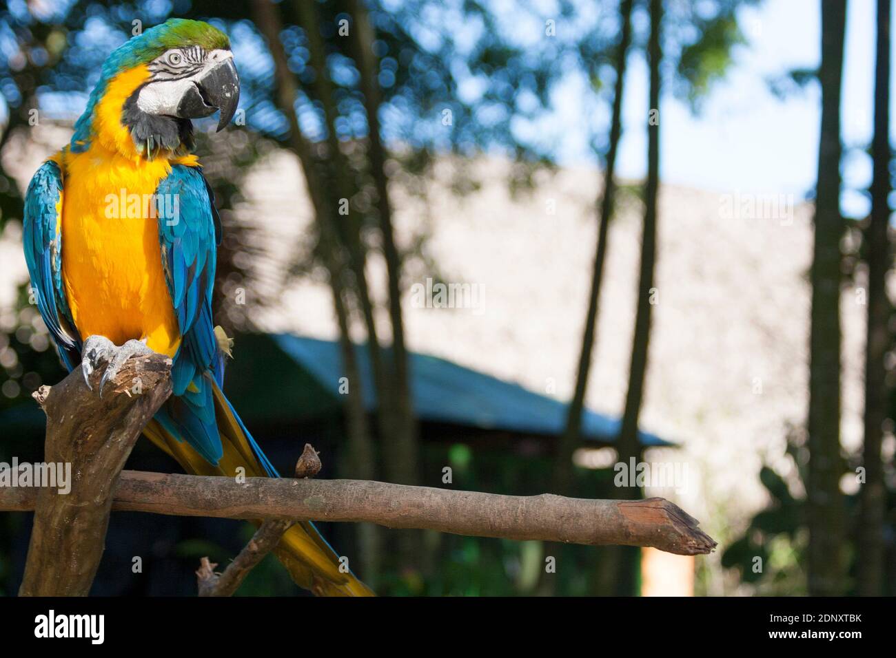 Jungle tabasco hi-res stock photography and images - Alamy