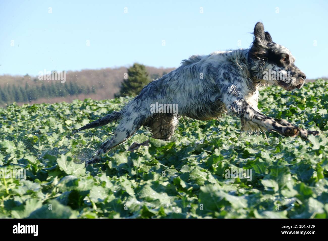 Speeding dog hi-res stock photography and images - Alamy
