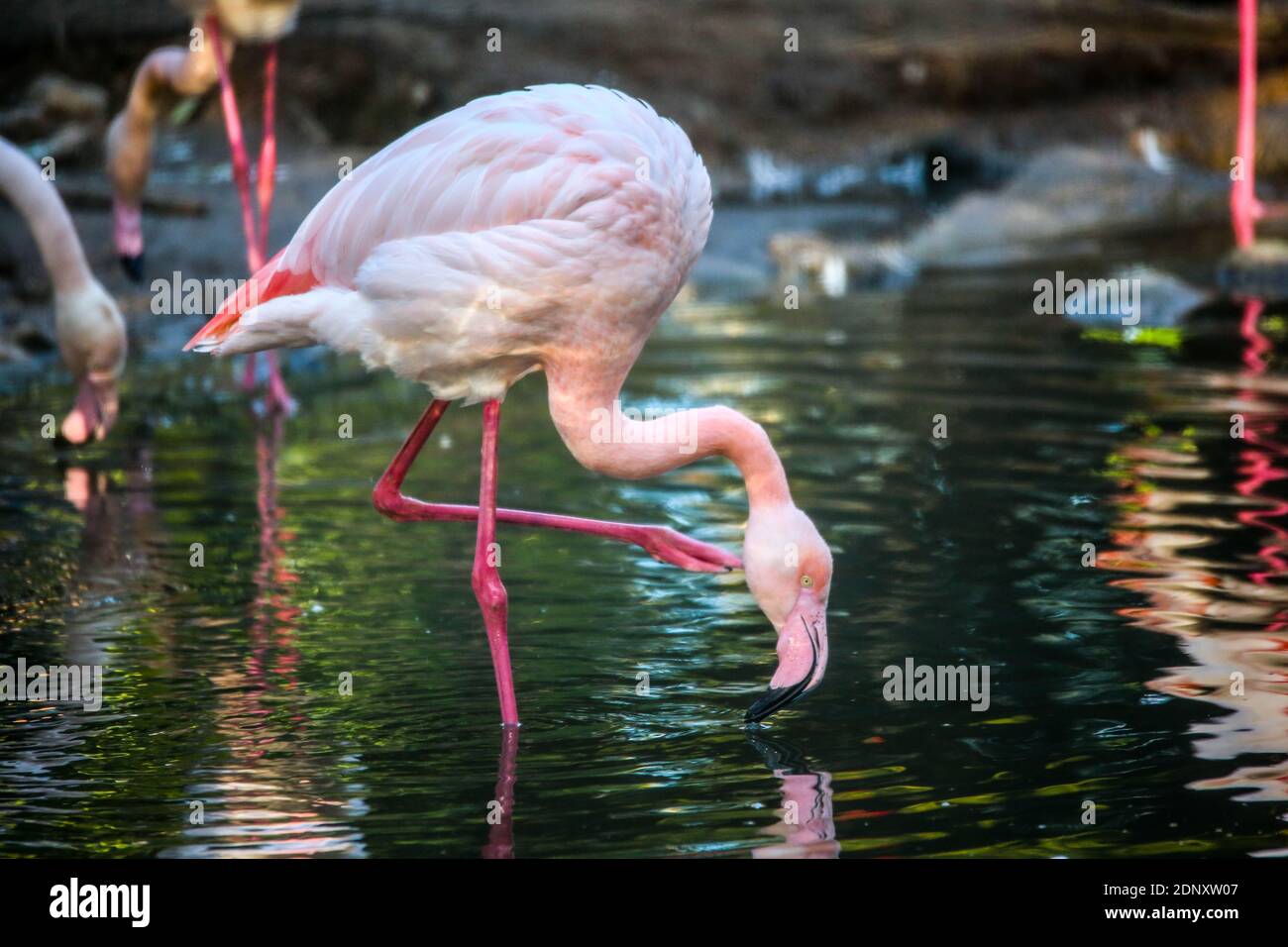 Flamingos morocco hi-res stock photography and images - Alamy