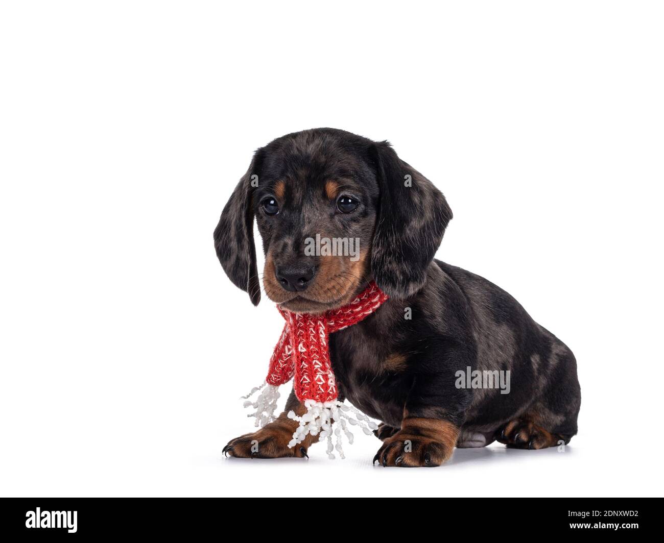 Super cute black tiger Dachshund aka teckel dog puppy, wearing red with ...