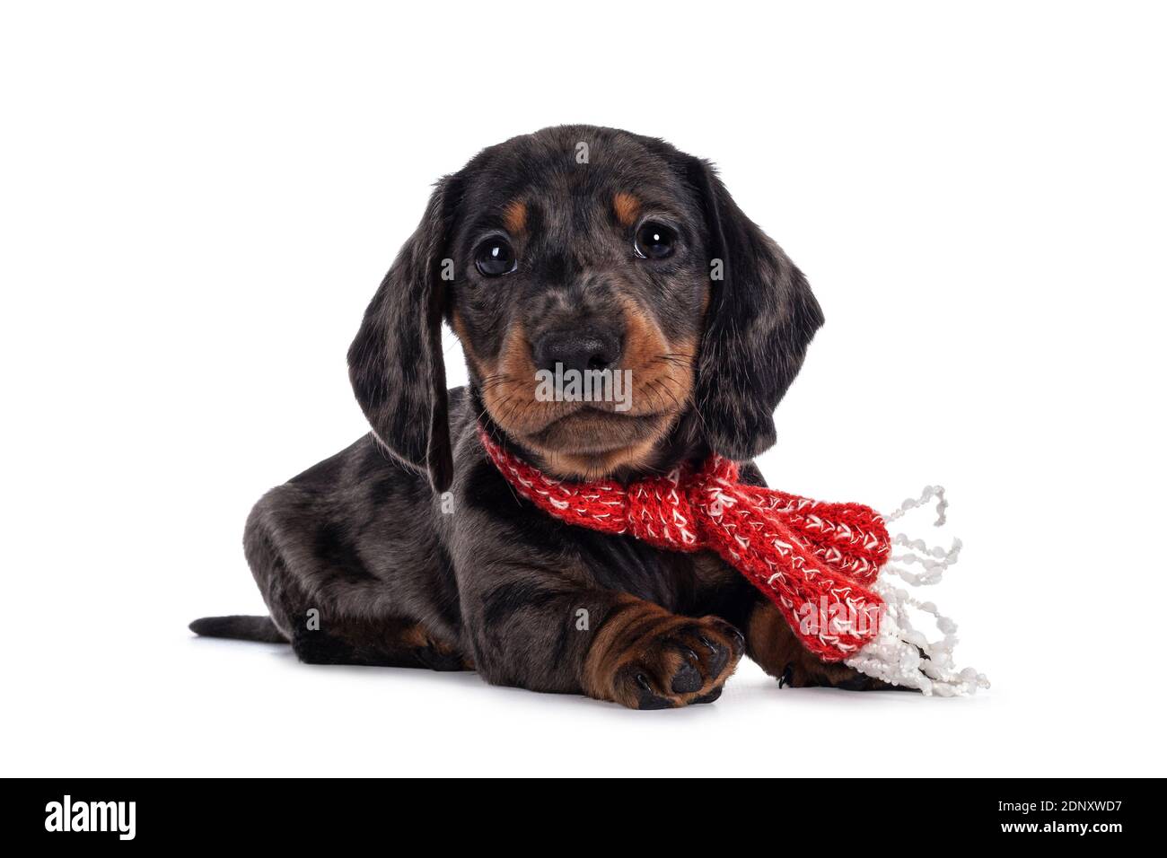Super cute black tiger Dachshund aka teckel dog puppy, wearing red with ...
