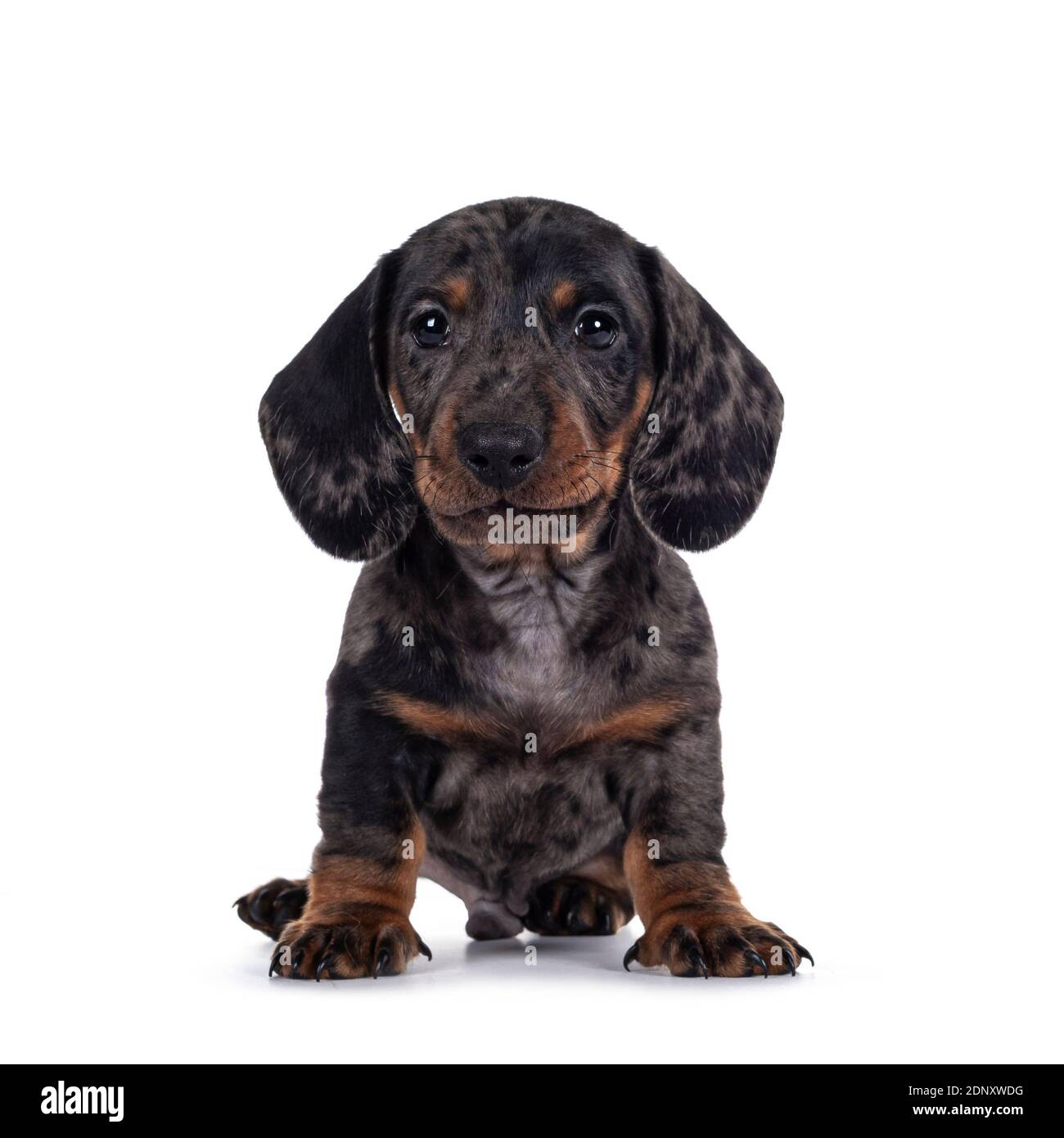 Super cute black tiger Dachshund aka teckel dog puppy, sitting up ...
