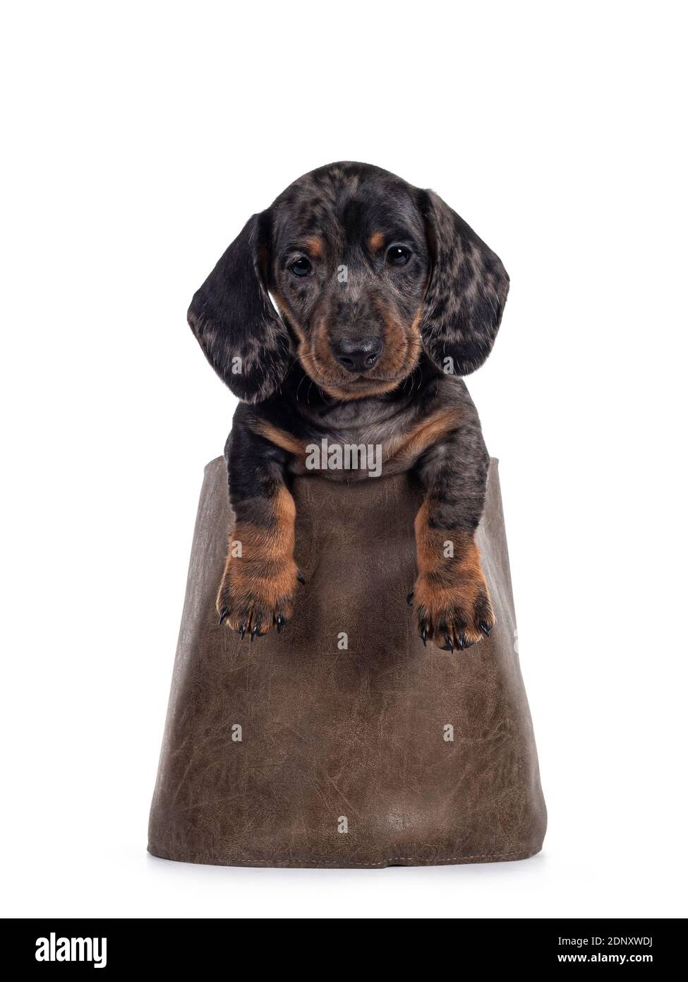 Super cute black tiger Dachshund aka teckel dog puppy, hanging over ...