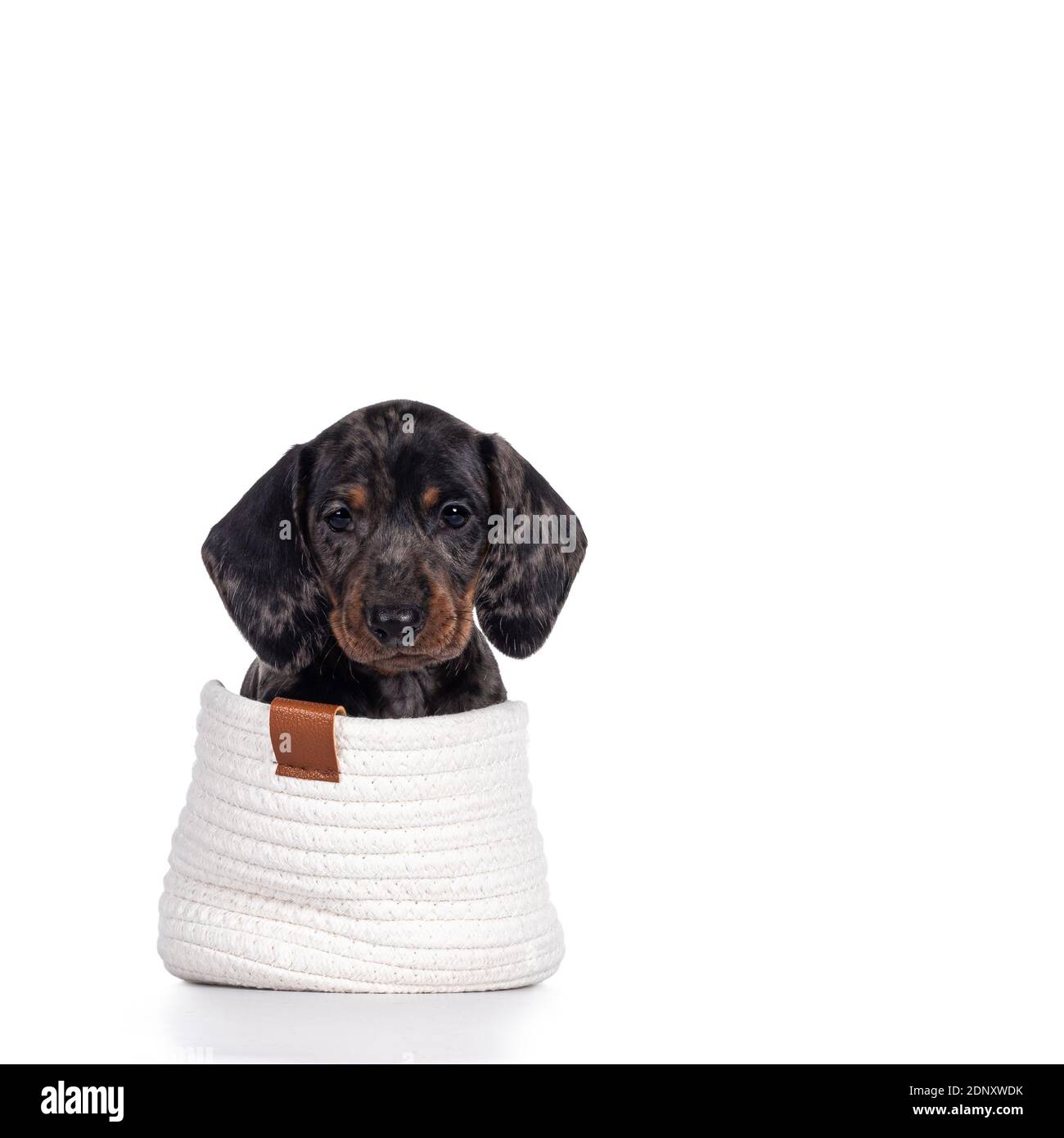 Small hunting dog in Cut Out Stock Images & Pictures - Alamy