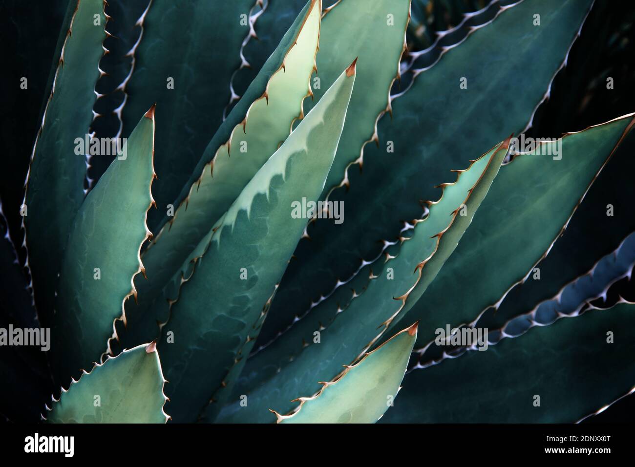 Thorncrest Century Agave Plant In Dark Blue Green Tone Color Natural ...