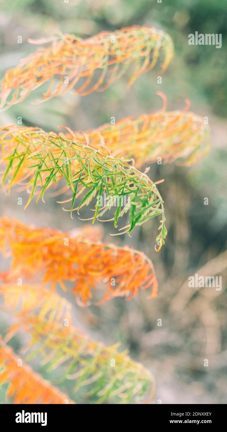 Nature background with tiny tender light sumac plant leaves in orange ...