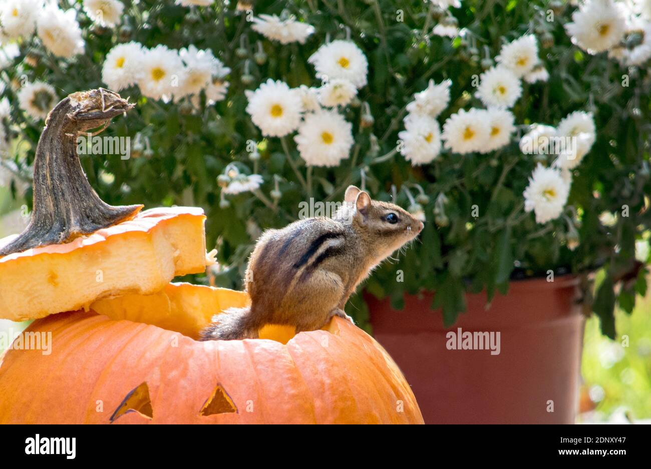 Chipmunk on pumpkin hi-res stock photography and images - Alamy
