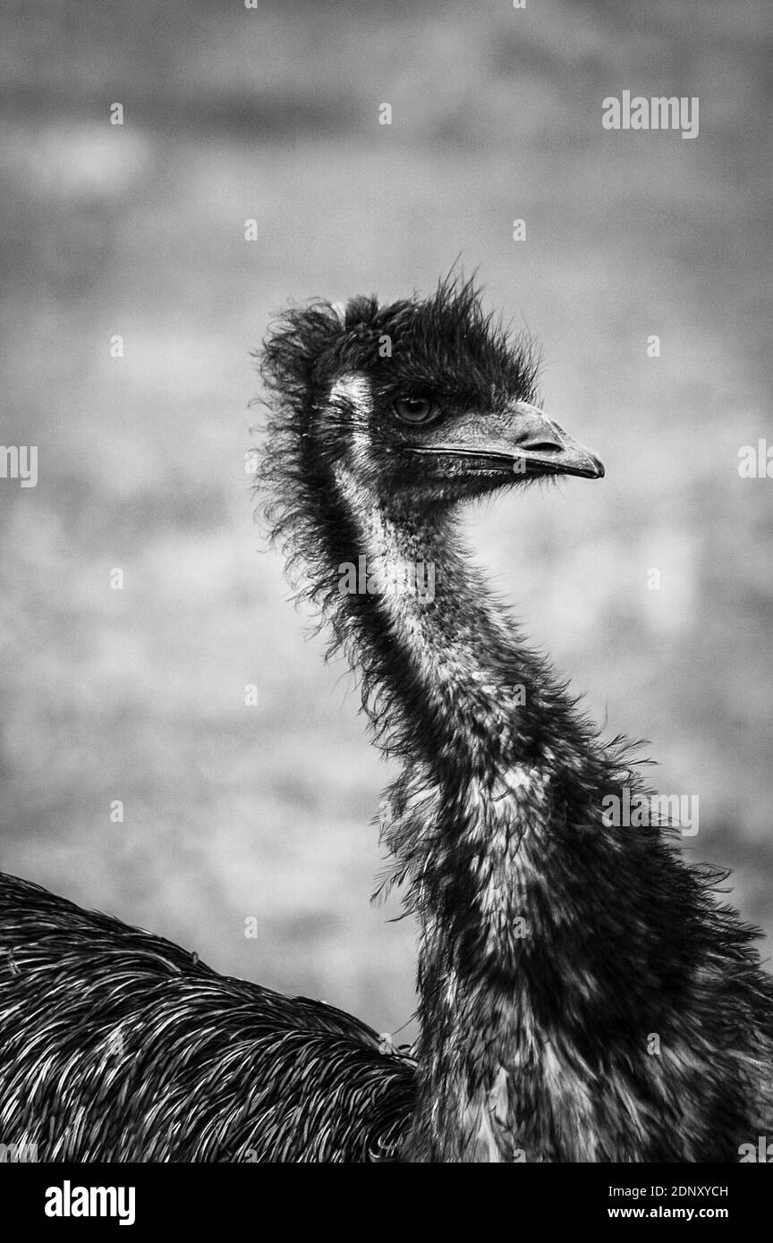 Emu beak Black and White Stock Photos & Images - Alamy
