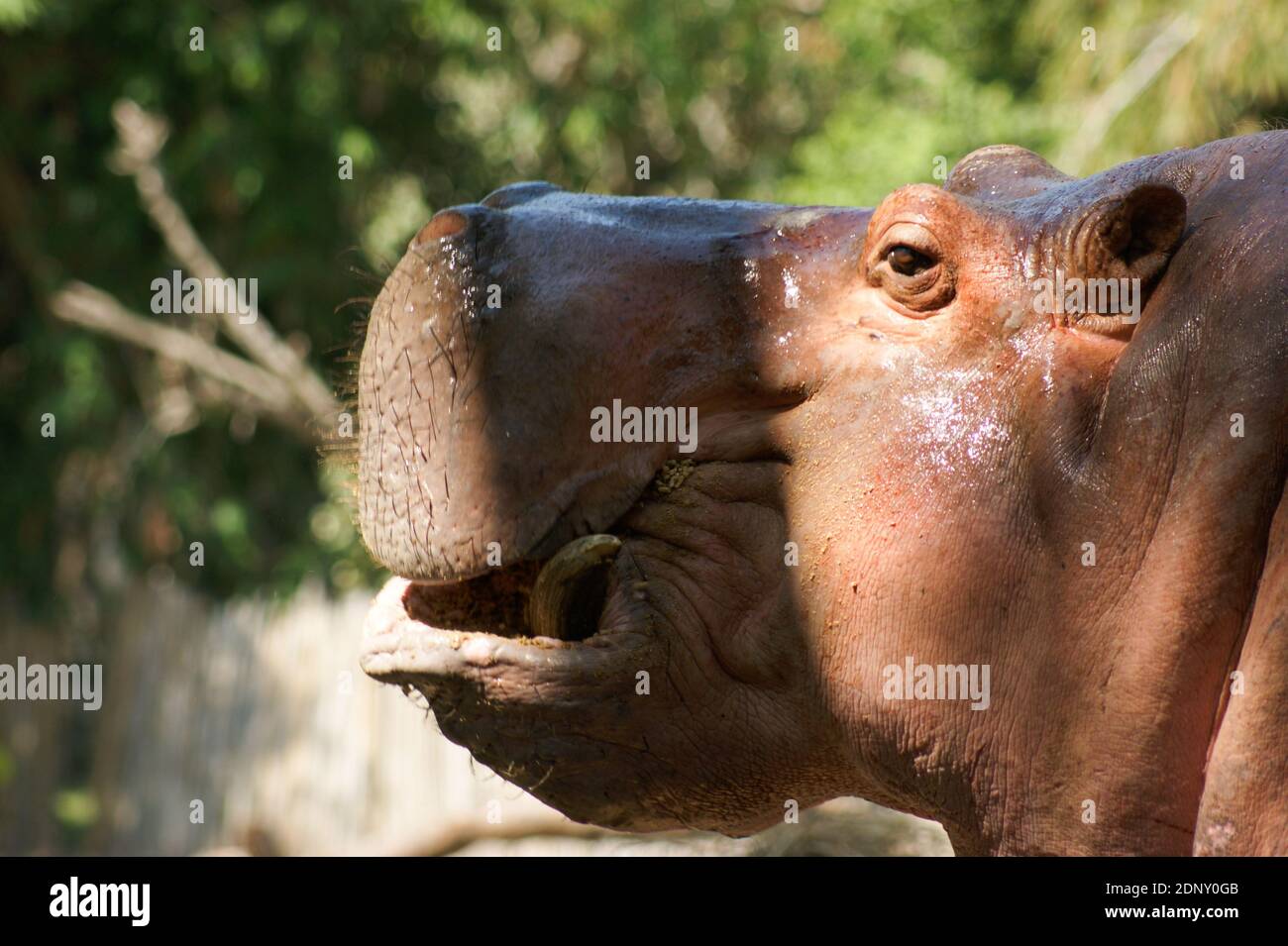 Hippopotamus nose hi-res stock photography and images - Alamy