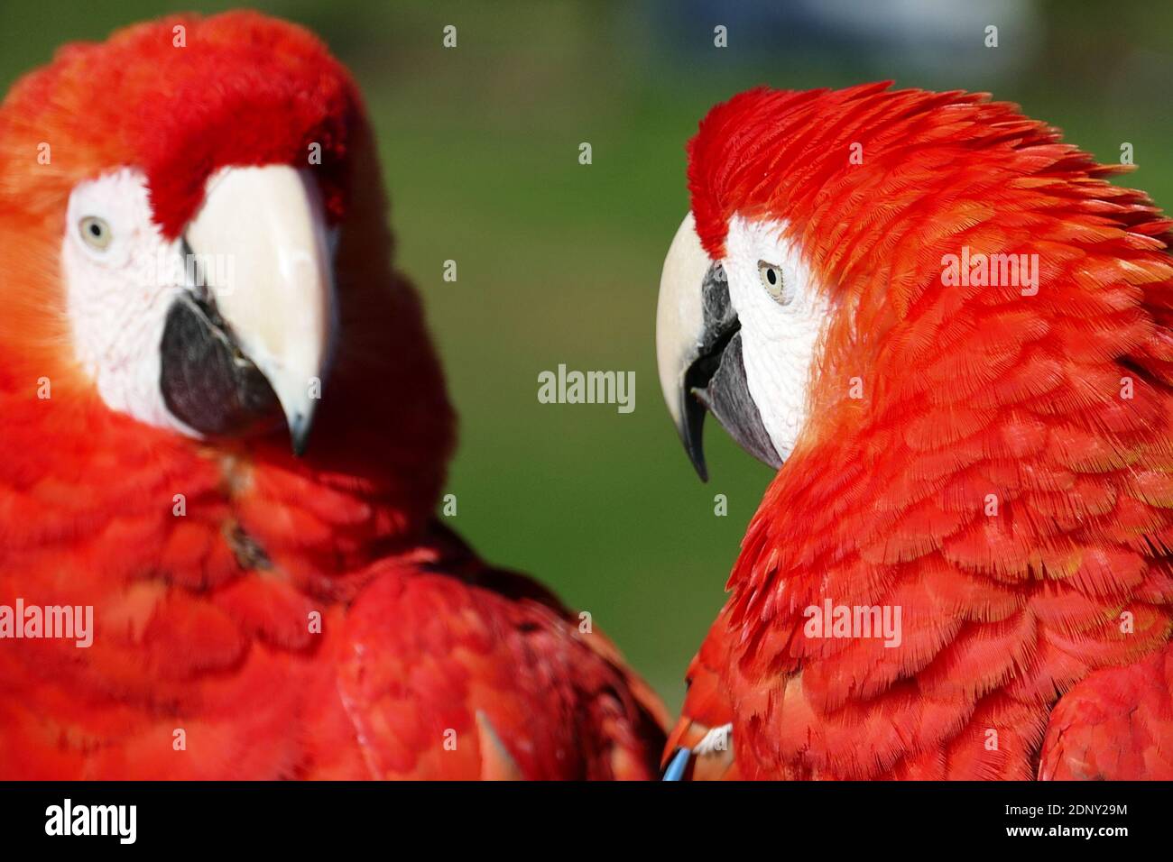 Macaw at whipsnade zoo hi-res stock photography and images - Alamy