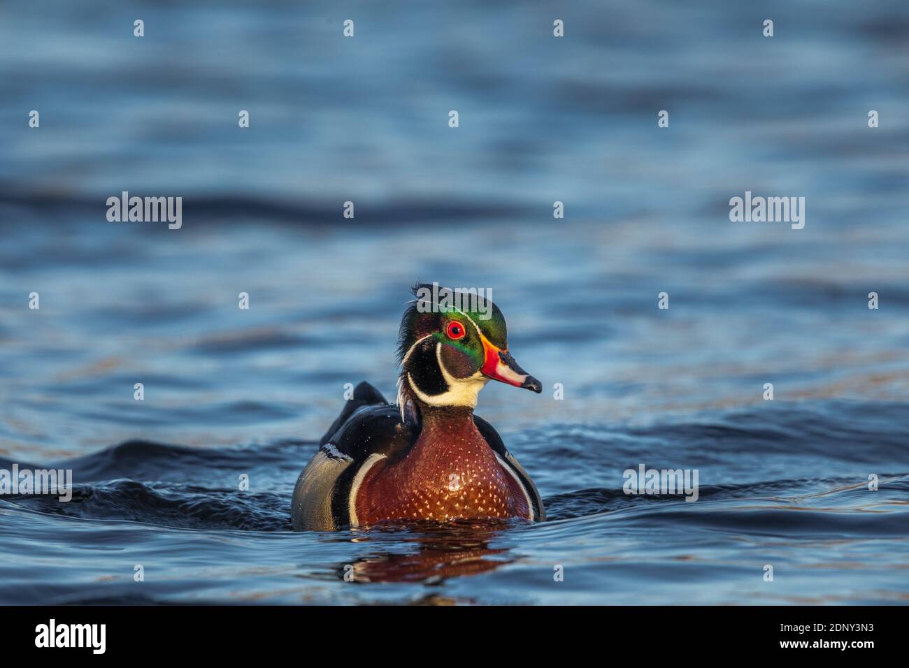 Drake wood duck in northern Wisconsin Stock Photo - Alamy