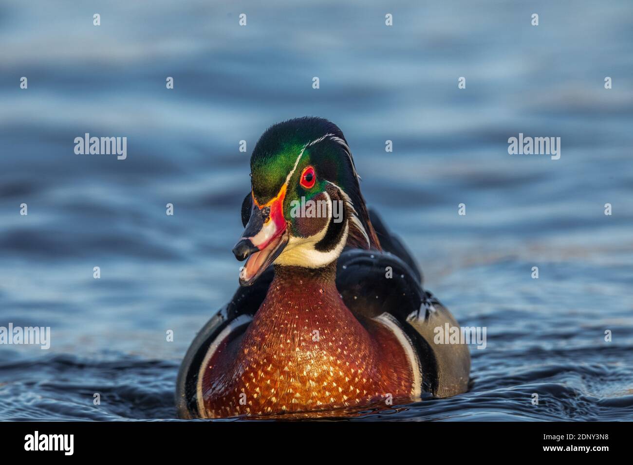 Drake wood duck in northern Wisconsin Stock Photo - Alamy
