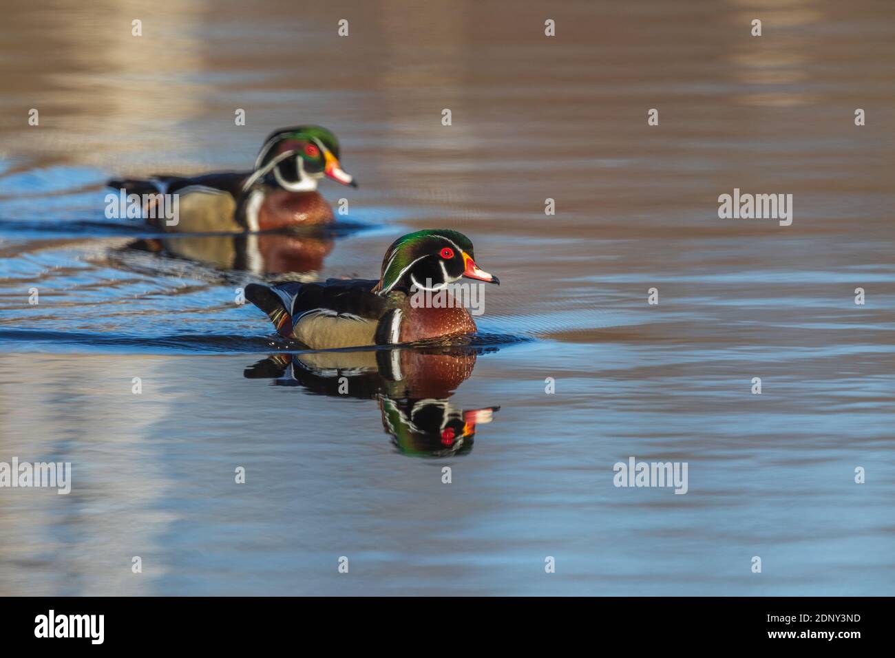 Two wood ducks swimming hi-res stock photography and images - Alamy