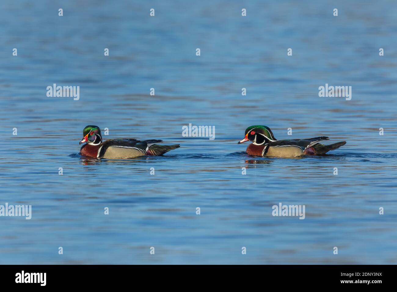 Drake wood ducks in northern Wisconsin Stock Photo - Alamy