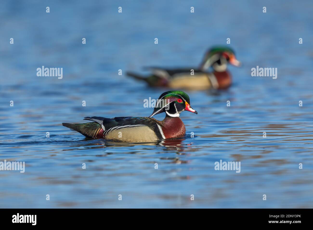 Two male wood ducks hi-res stock photography and images - Alamy