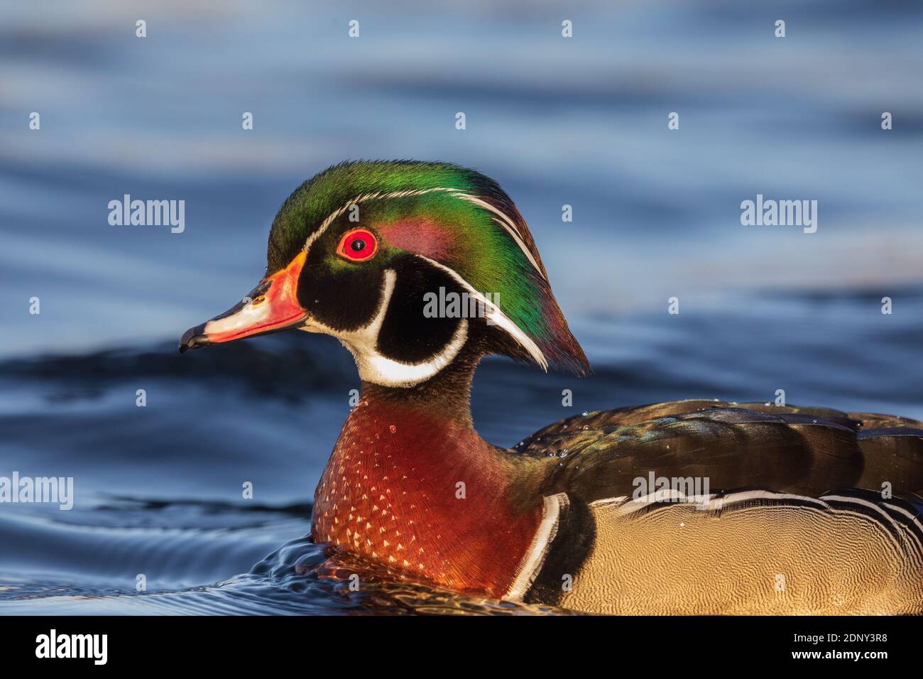 Drake wood duck in northern Wisconsin Stock Photo - Alamy