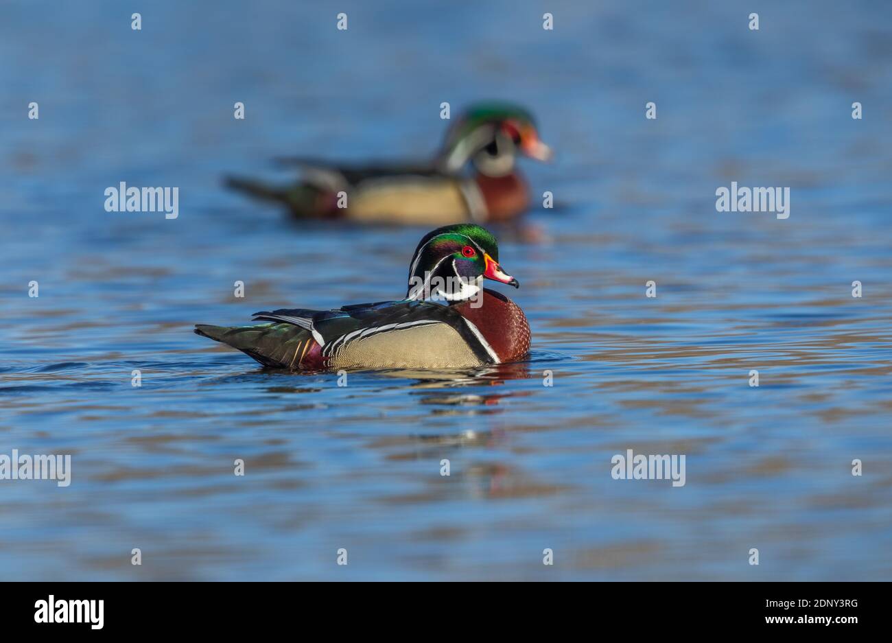 Drake wood ducks in northern Wisconsin Stock Photo - Alamy
