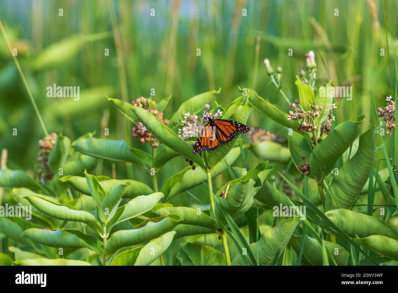 Monarch butterfly feeding on common milkweed in northern Wisconsin ...