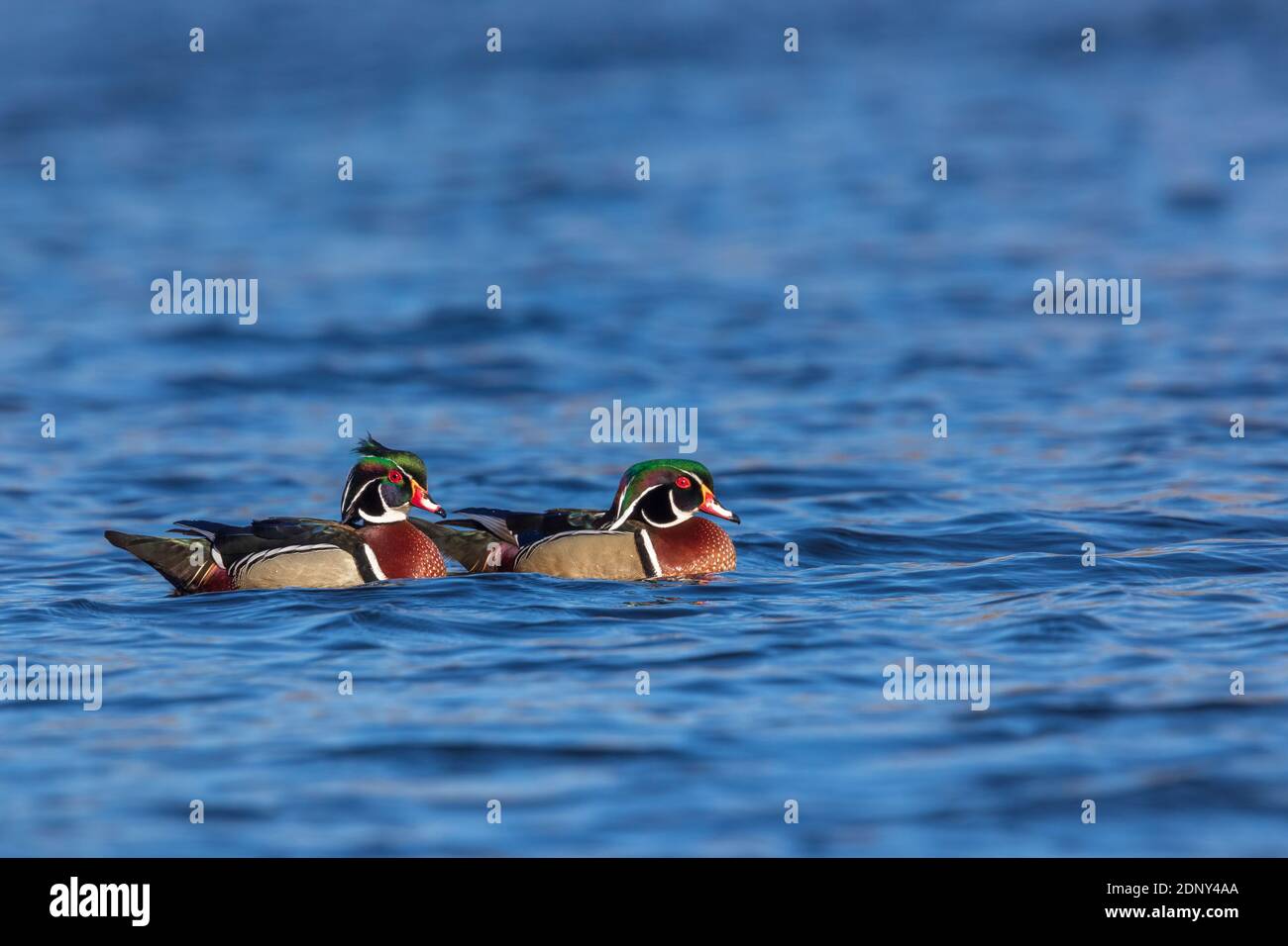 Drake wood ducks in northern Wisconsin Stock Photo - Alamy