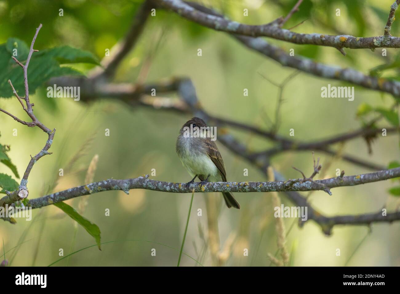 Phoebe green hi-res stock photography and images - Alamy