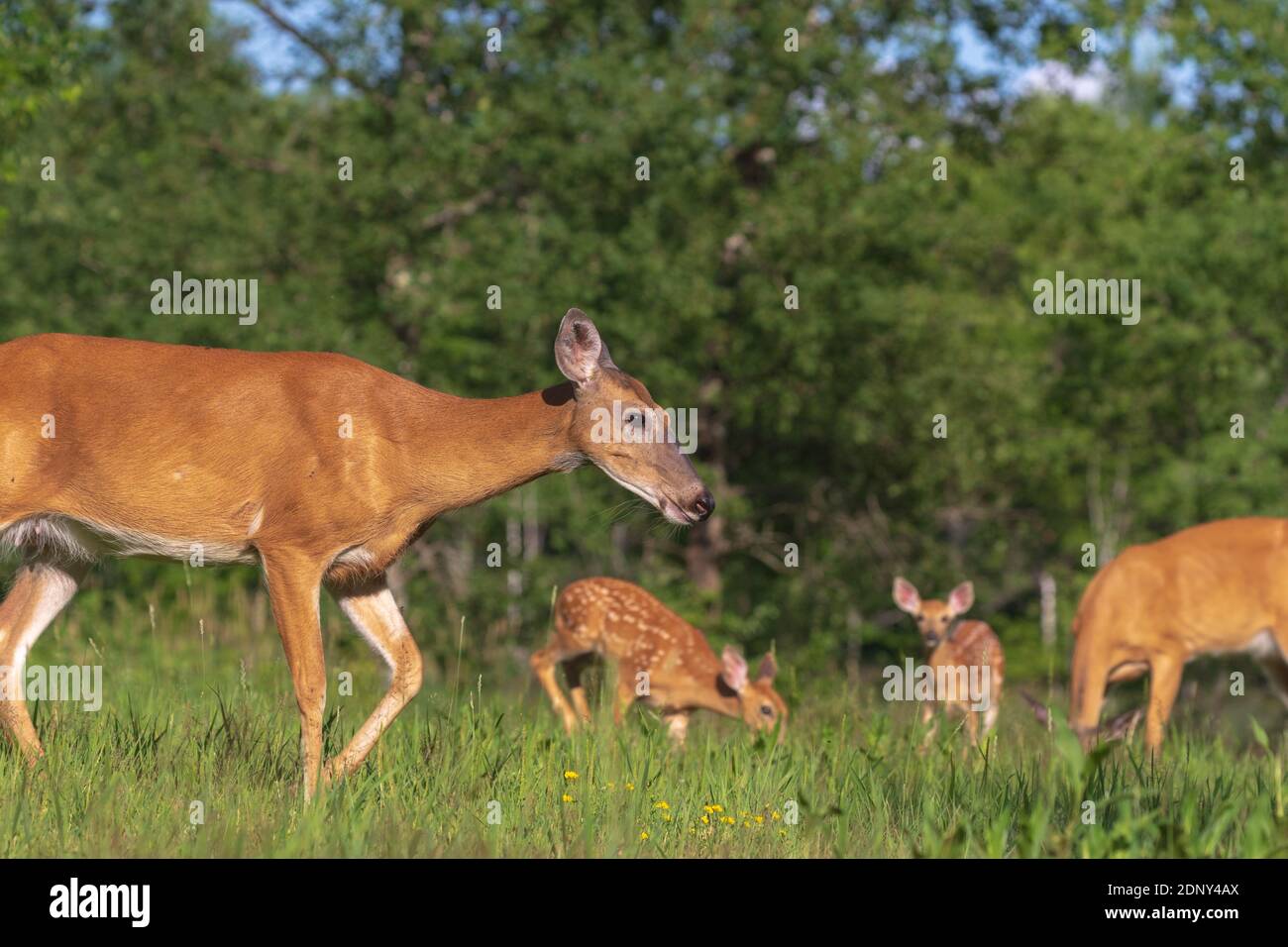White-tailed deer browsing in a northern Wisconsin meadow Stock Photo ...